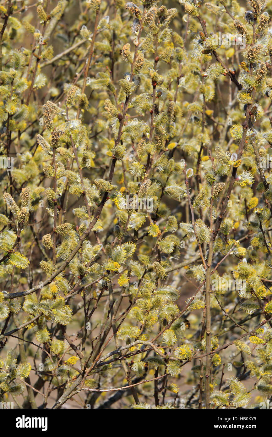 Chatons des saules de chèvre, Salix caprea Photo Stock - Alamy