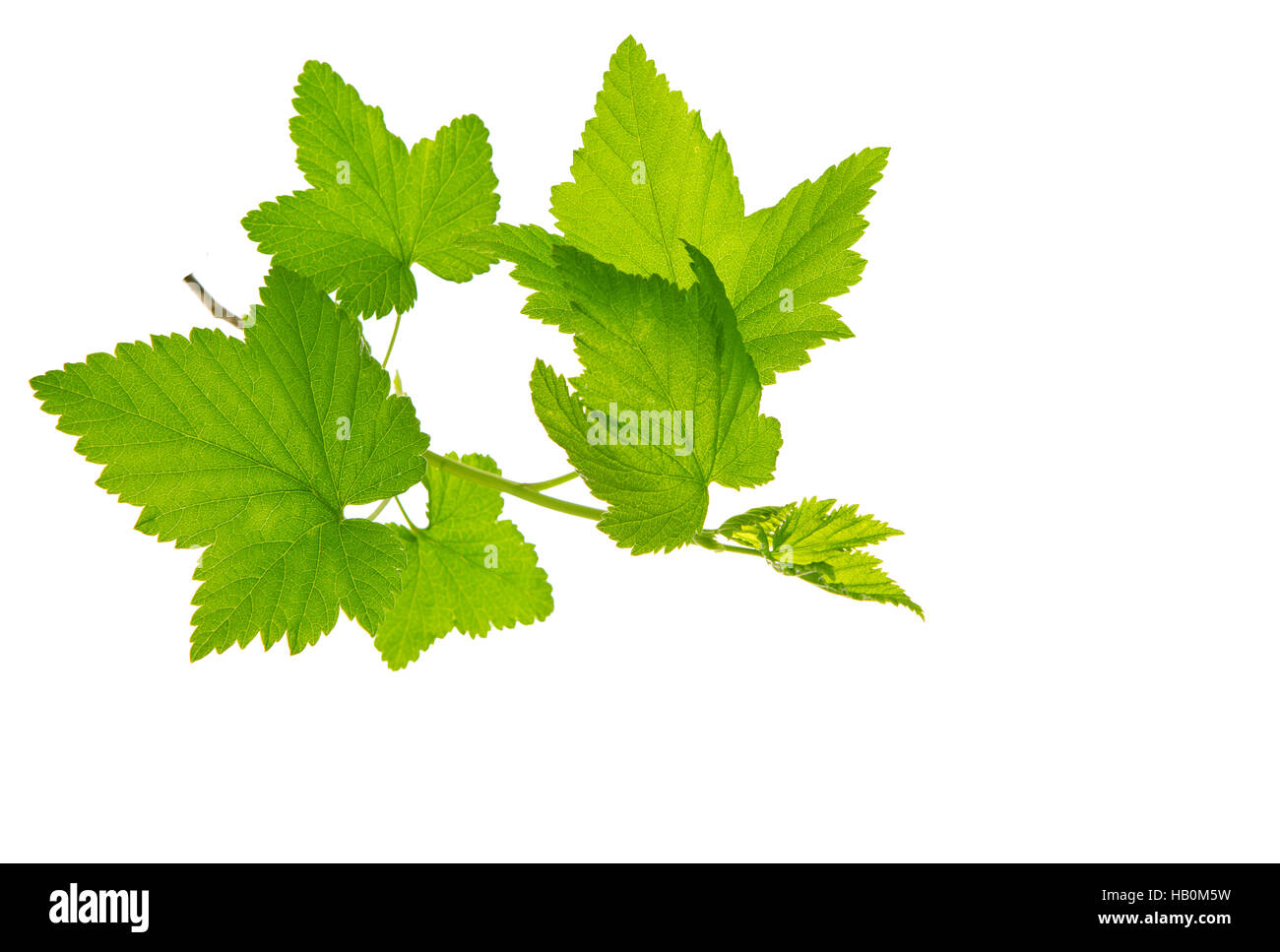 Groseille verte Banque de photographies et d’images à haute résolution ...