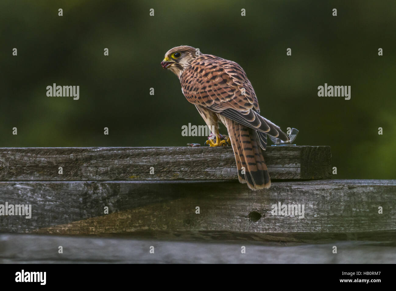 Krestel commun Banque de photographies et d’images à haute résolution ...