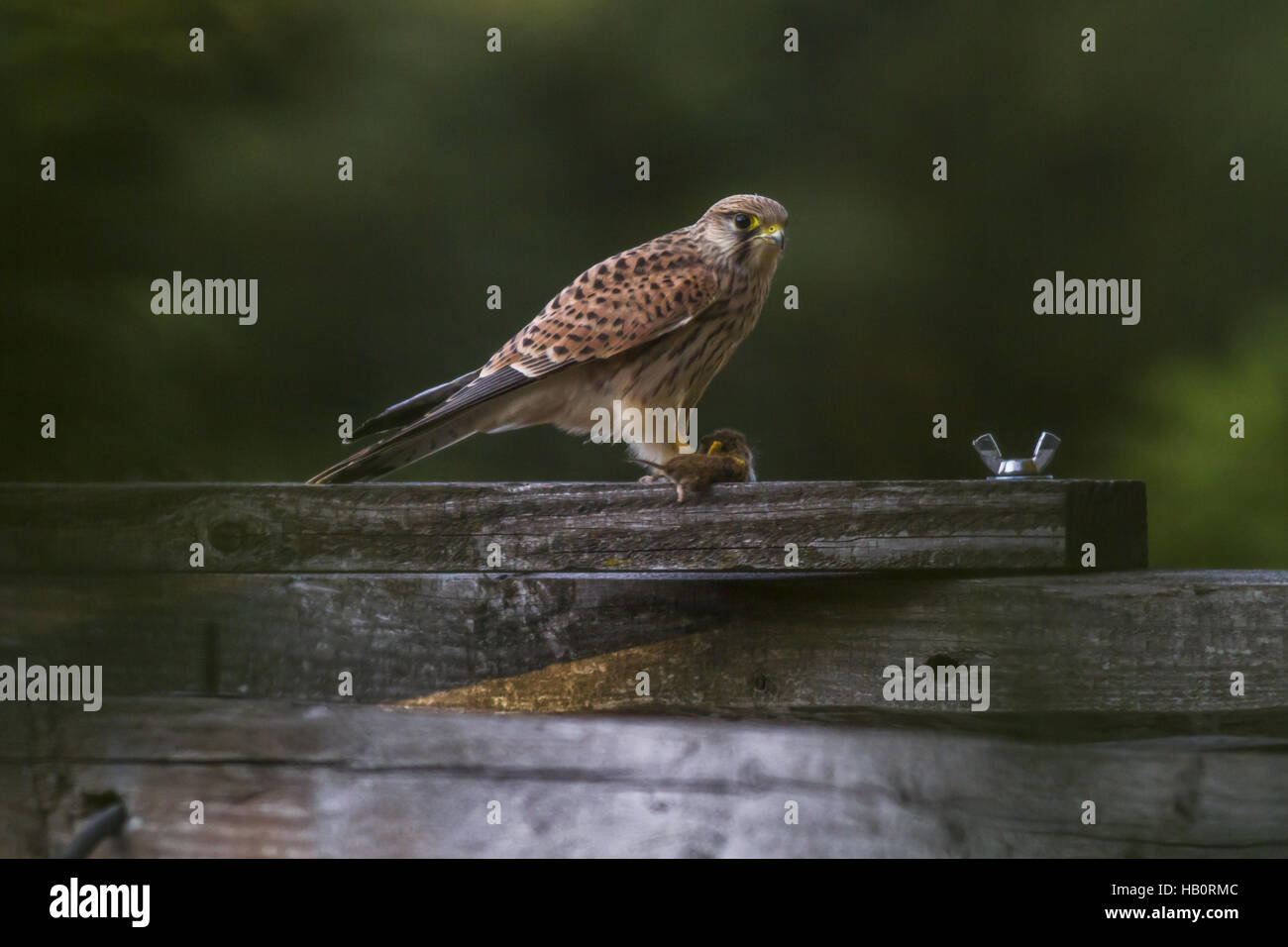 Krestel commun Banque de photographies et d’images à haute résolution ...