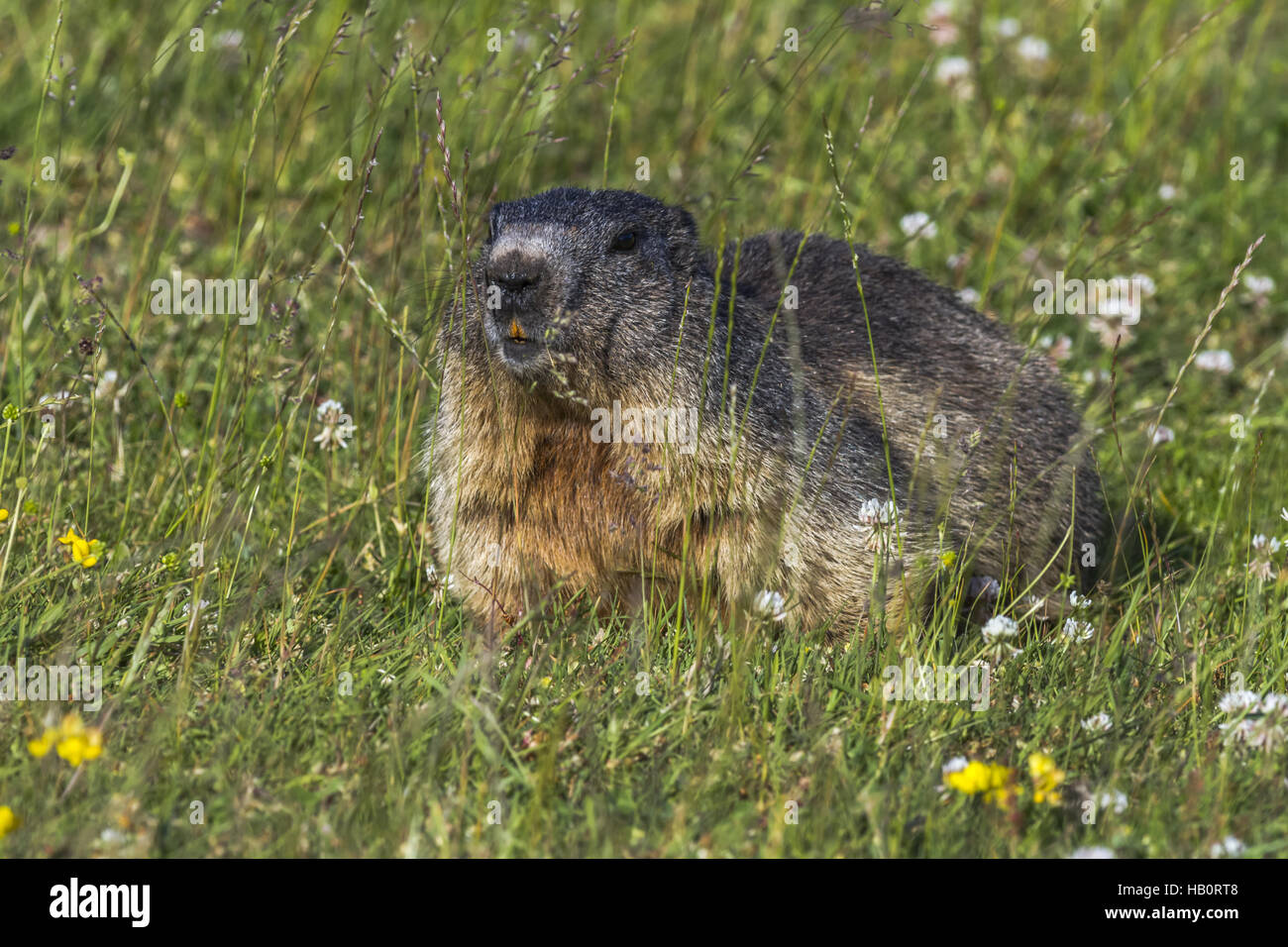 Marmota monax Banque de photographies et d’images à haute résolution ...
