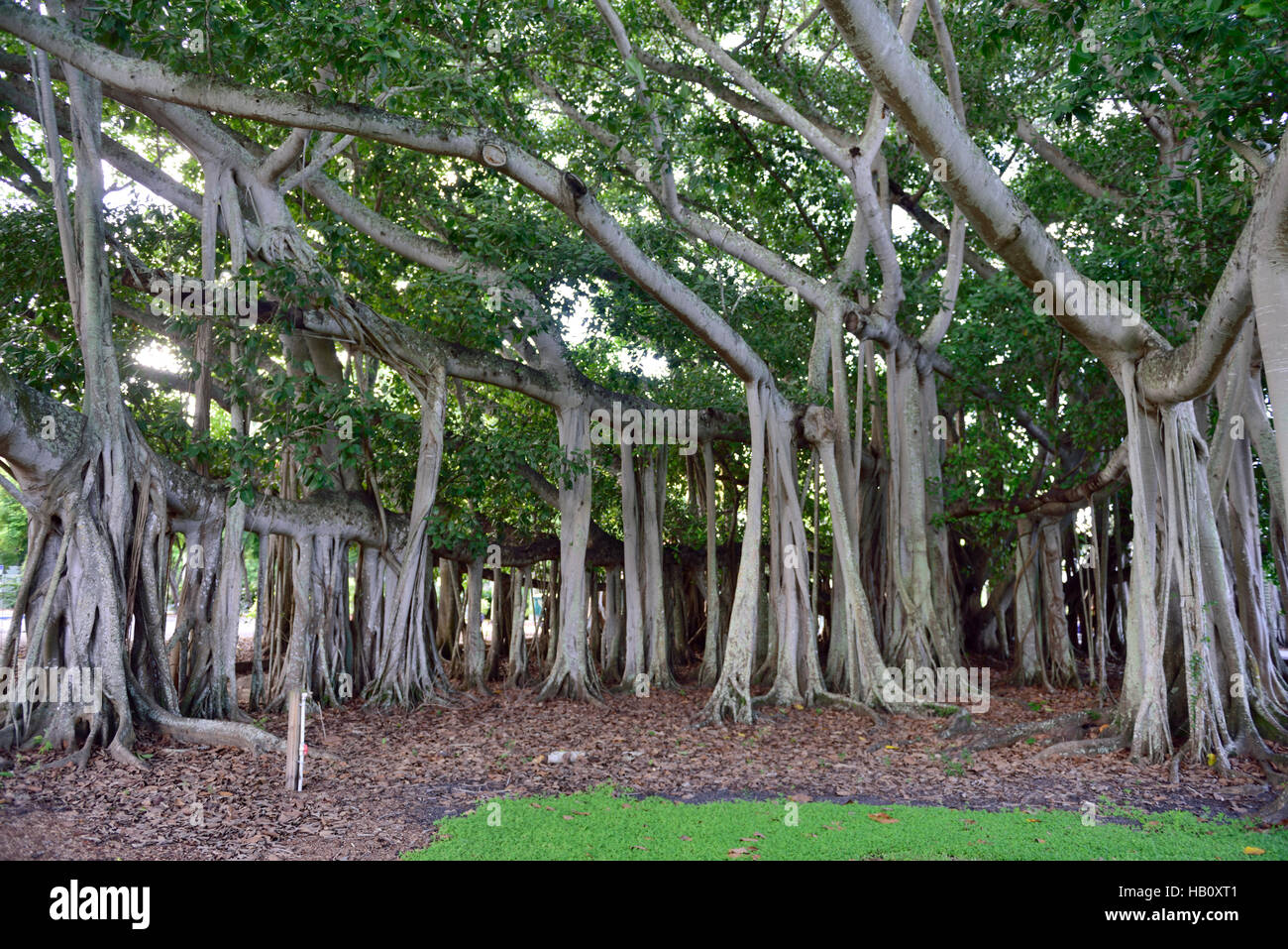 Arbre, à, racines aériennes, floride, usa Banque de photographies et d ...