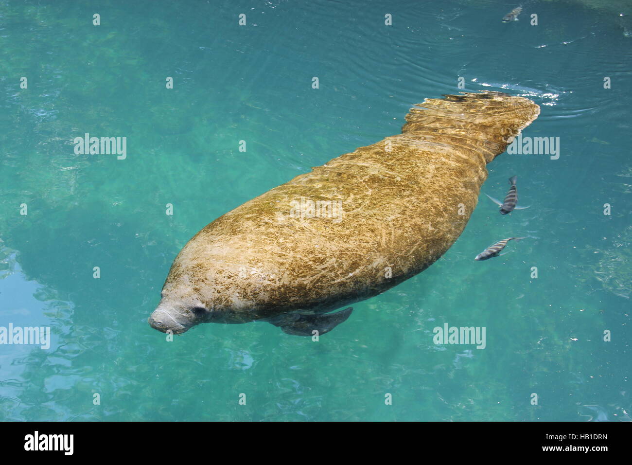 Art du lamantin Banque de photographies et d’images à haute résolution ...