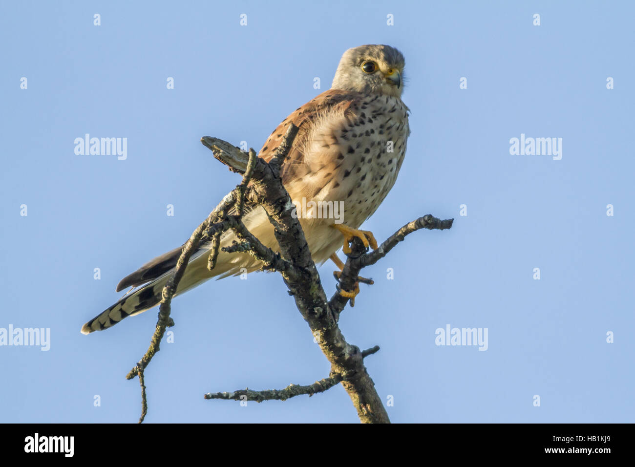 Krestel commun Banque de photographies et d’images à haute résolution ...