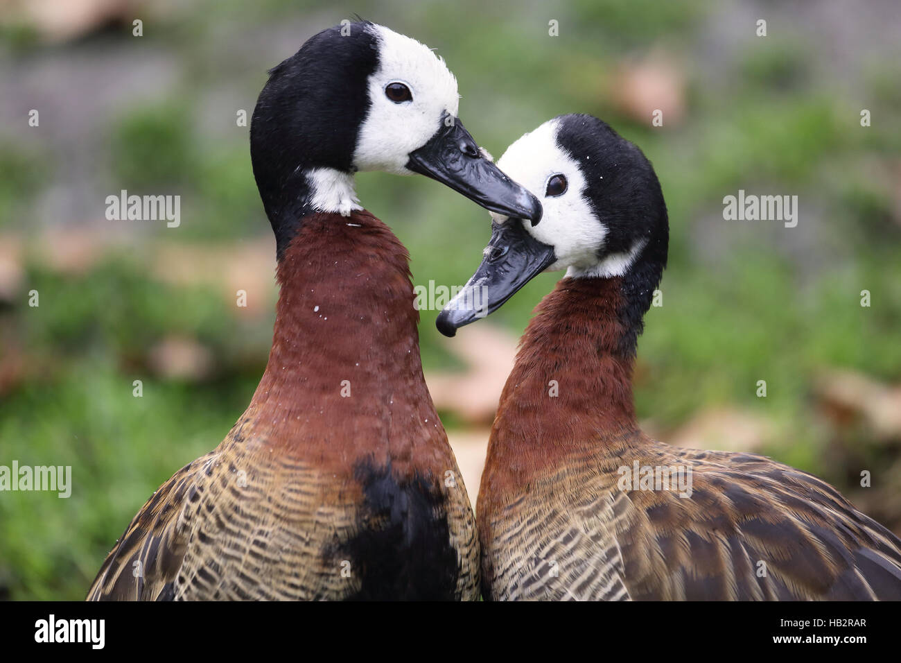 Couple de canard Banque de photographies et d’images à haute résolution ...