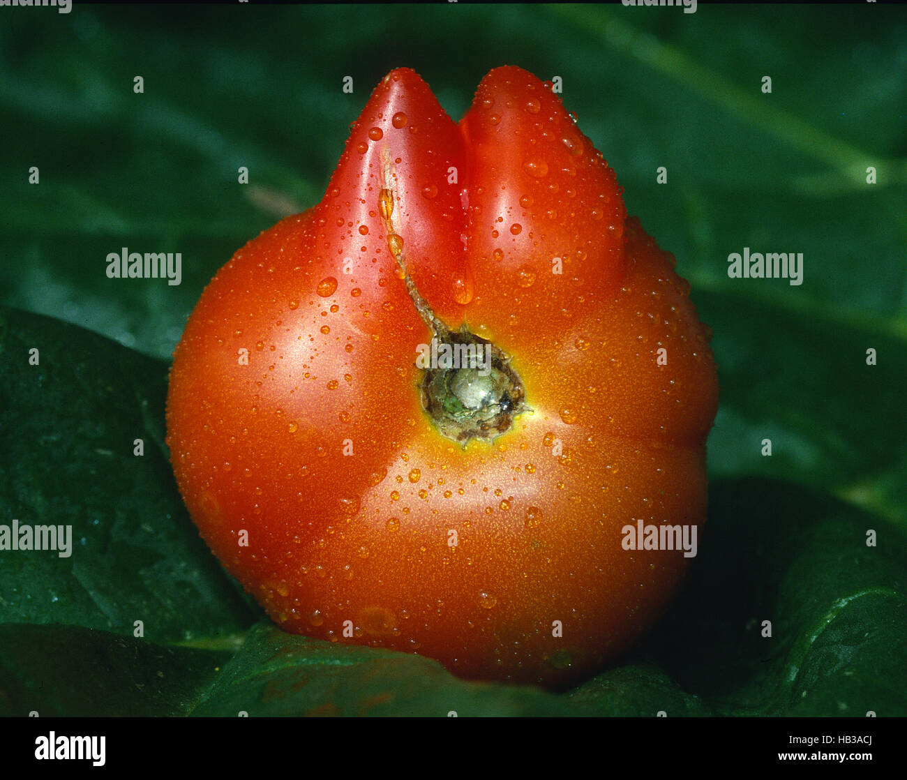 Tomate de jardin solanum lycopersicum Banque de photographies et d ...