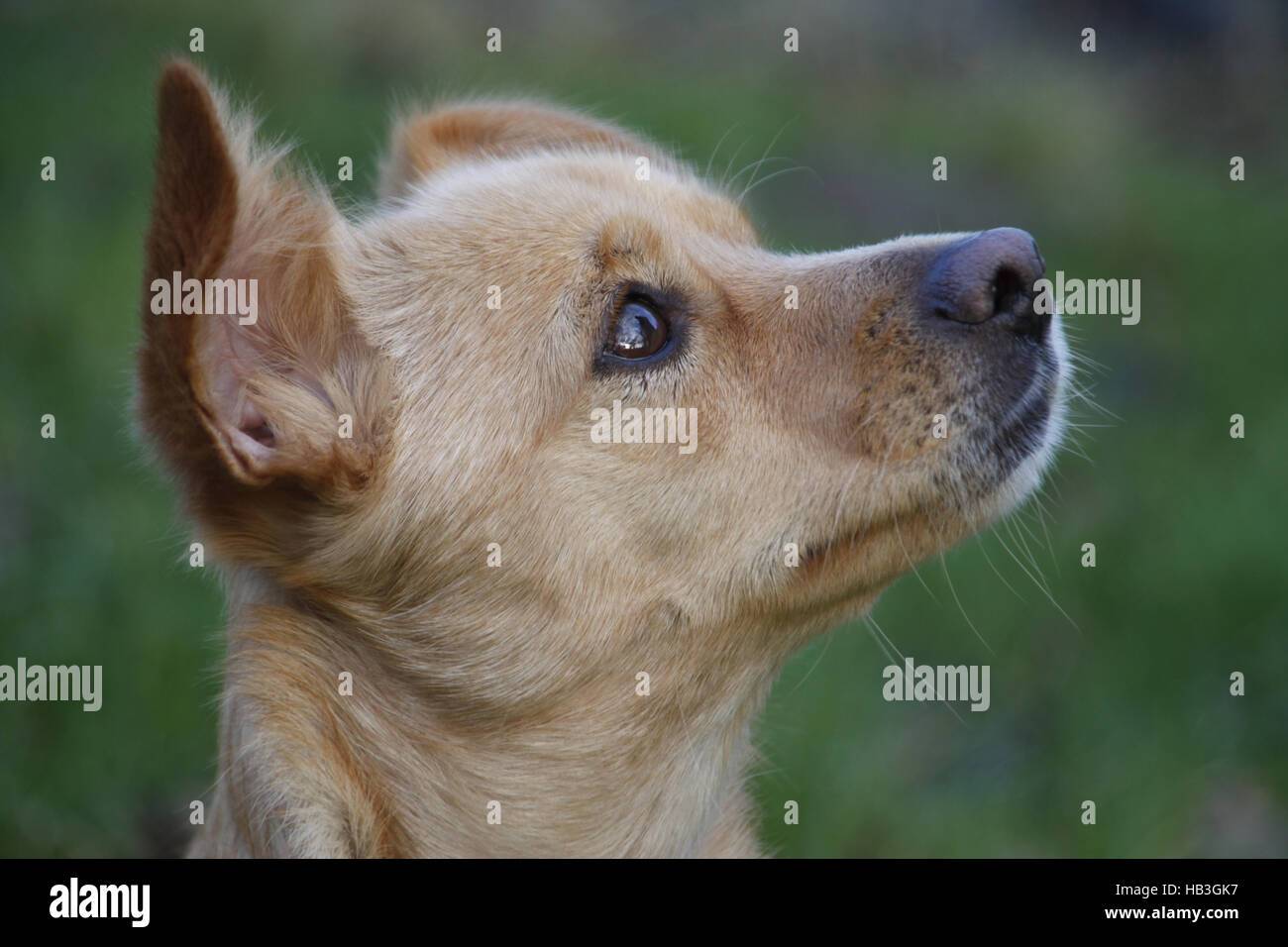 Podenco maneto Banque de photographies et d’images à haute résolution ...