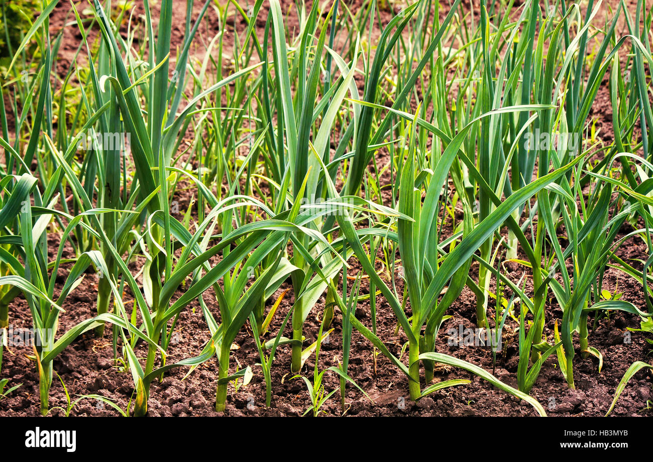 Planter de l'ail Banque de photographies et d’images à haute résolution ...