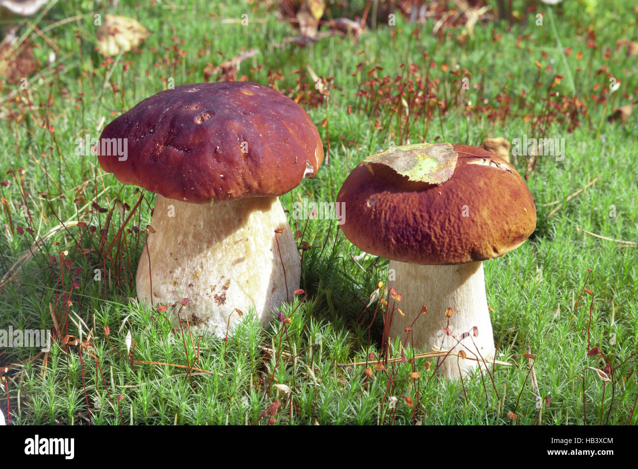 Boletus edulis aux champignons porcini Banque de photographies et d’images à haute résolution ...