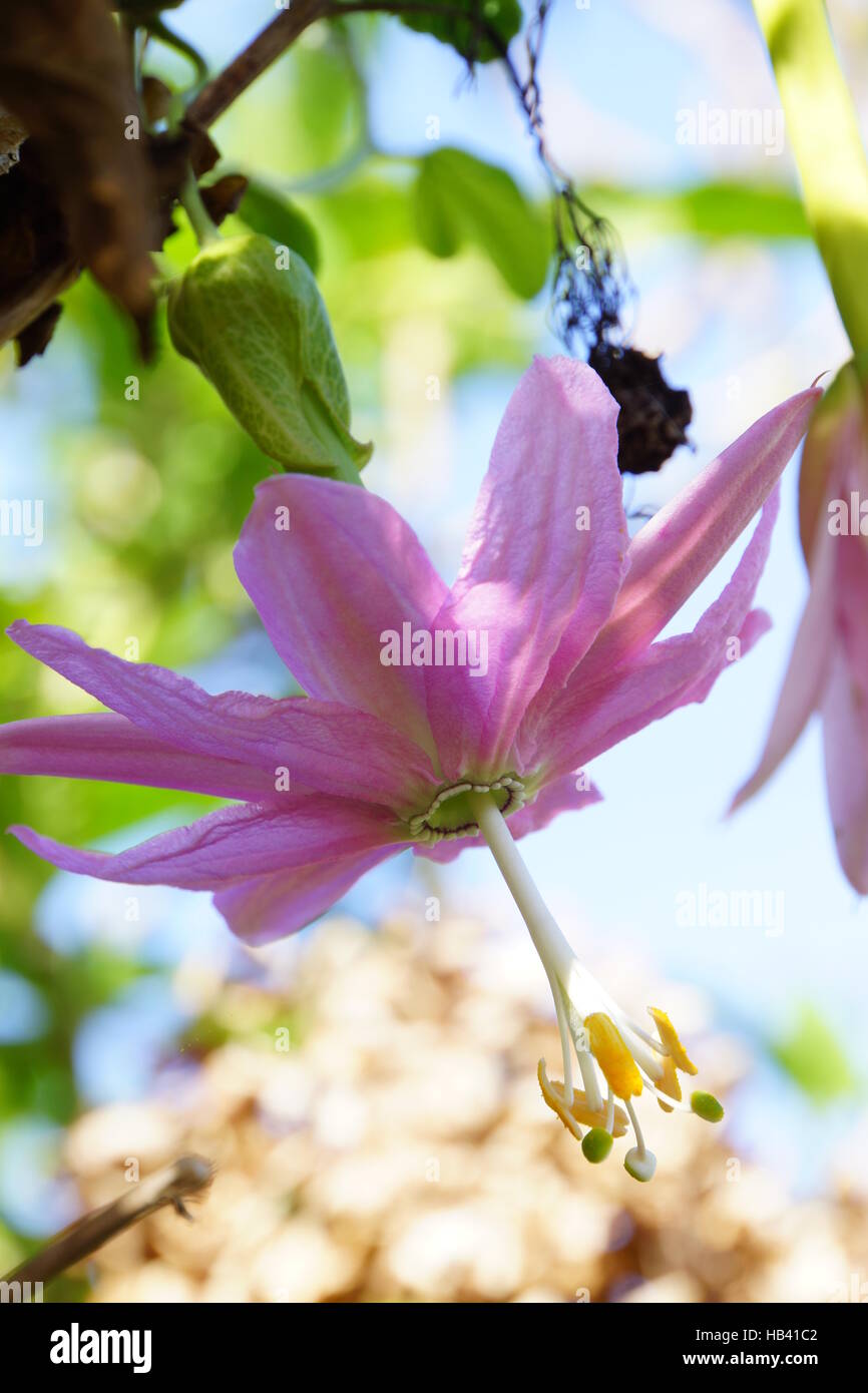 Fleur de la passion rouge Banque de photographies et d’images à haute ...