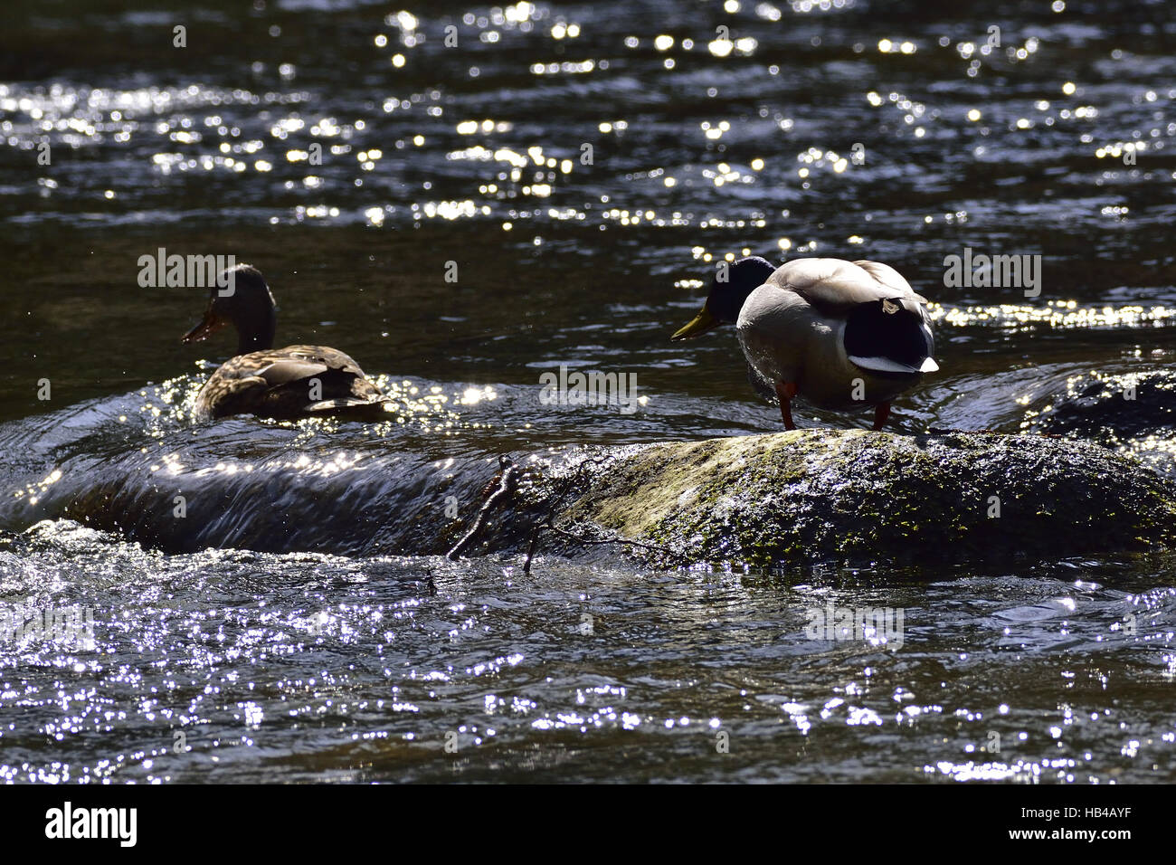 Accouplement colvert Banque de photographies et d’images à haute ...