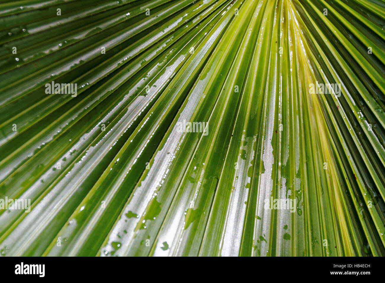 Teintes de vert Banque de photographies et d’images à haute résolution ...