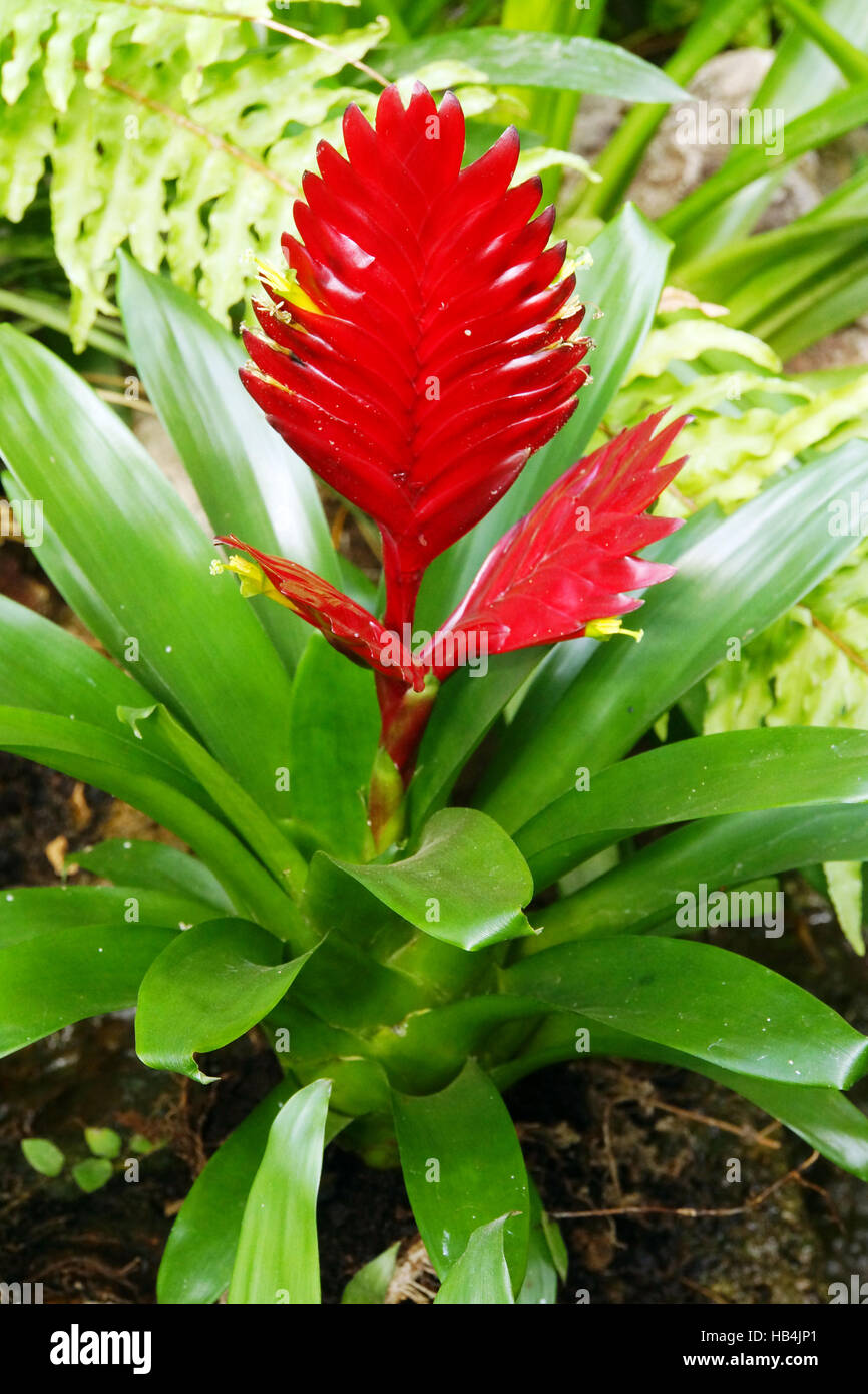 Vriesea carinata Banque de photographies et d’images à haute résolution ...