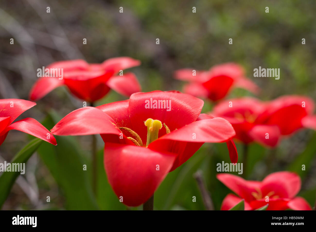 Fleur de lys rouge Banque de photographies et d’images à haute ...