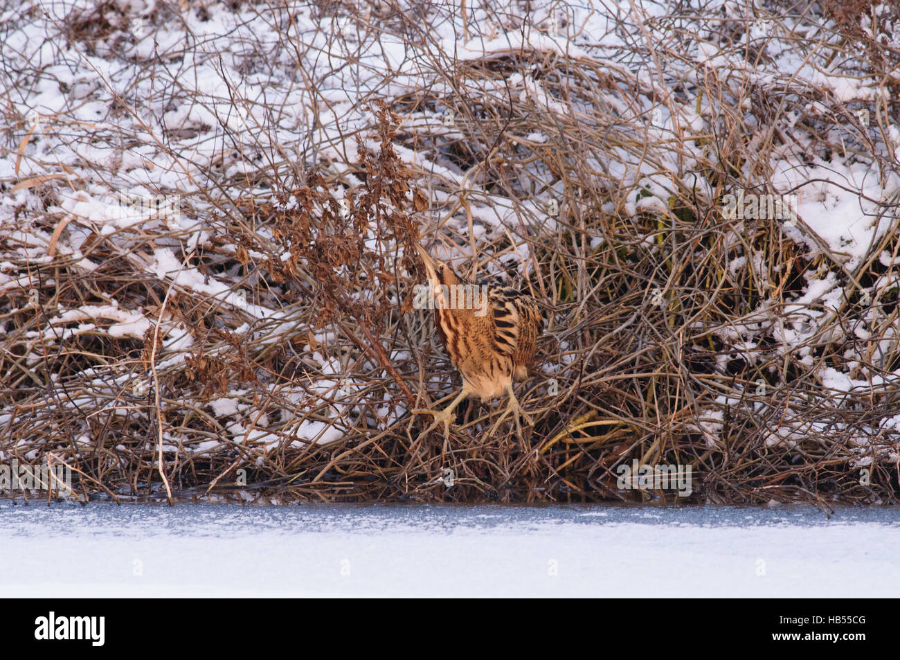 Oiseau butor Banque de photographies et d’images à haute résolution - Alamy