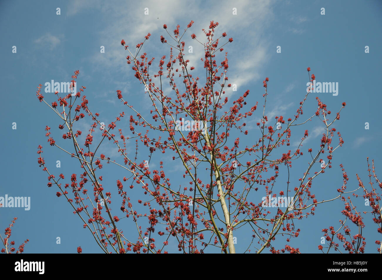 Acer rubrum flower Banque de photographies et d’images à haute ...