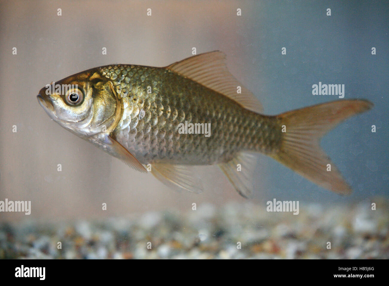 Carassius Auratus Banque d'image et photos - Alamy