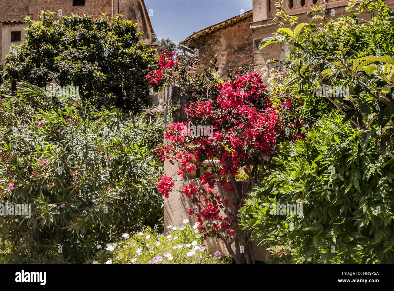 Fleurs de majorque Banque de photographies et d’images à haute ...