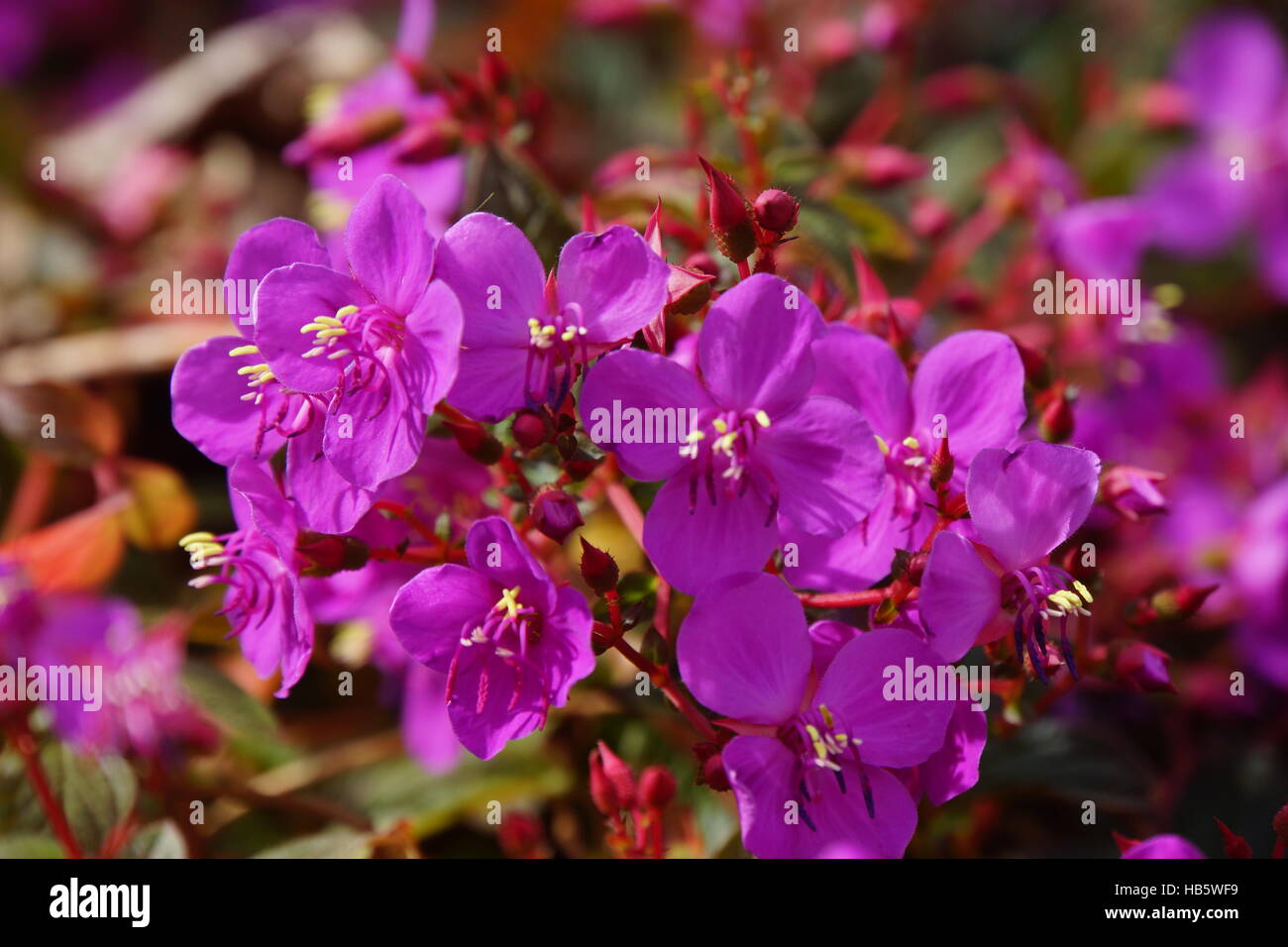 Châle espagnol Banque de photographies et d’images à haute résolution ...