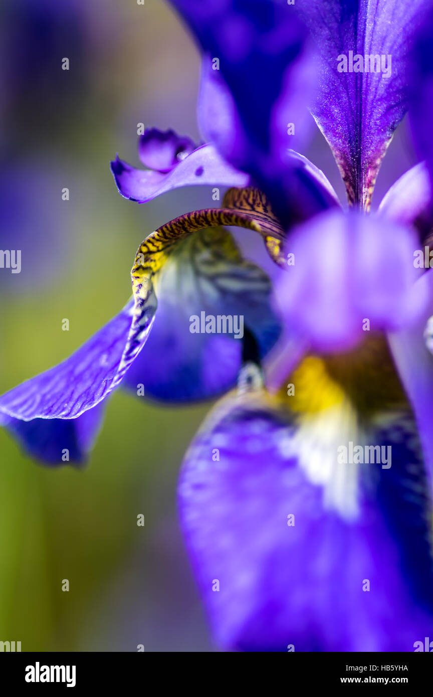 Fleur de lys bleu Banque de photographies et d’images à haute ...