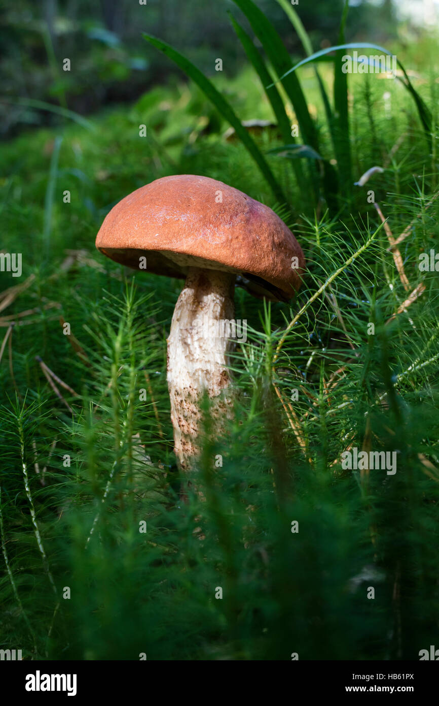 Champignon en forêt Banque de photographies et d’images à haute ...