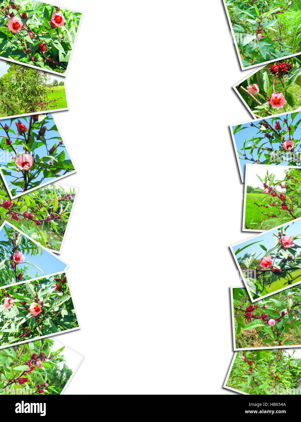 Pile of old photographs Banque de photographies et d’images à haute ...