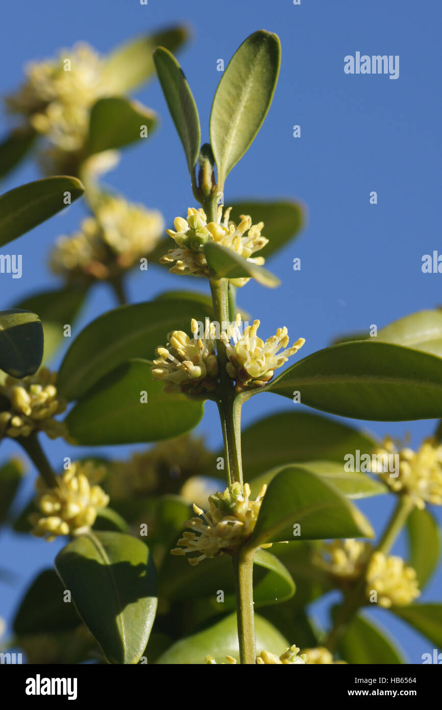 Buxus sempervirens, buis, la floraison Photo Stock - Alamy