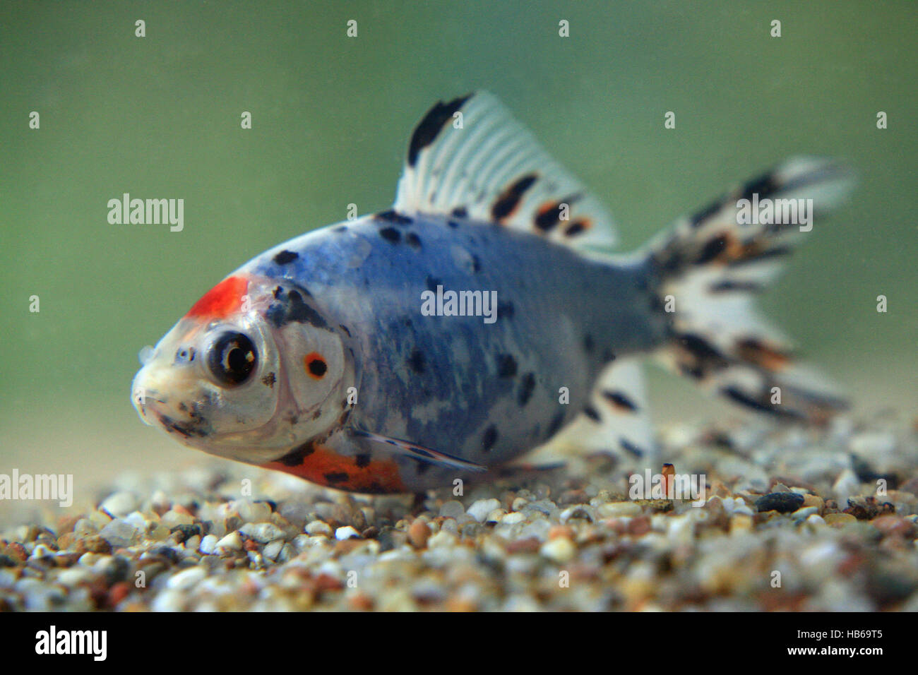Carassius auratus fische Banque de photographies et d’images à haute ...