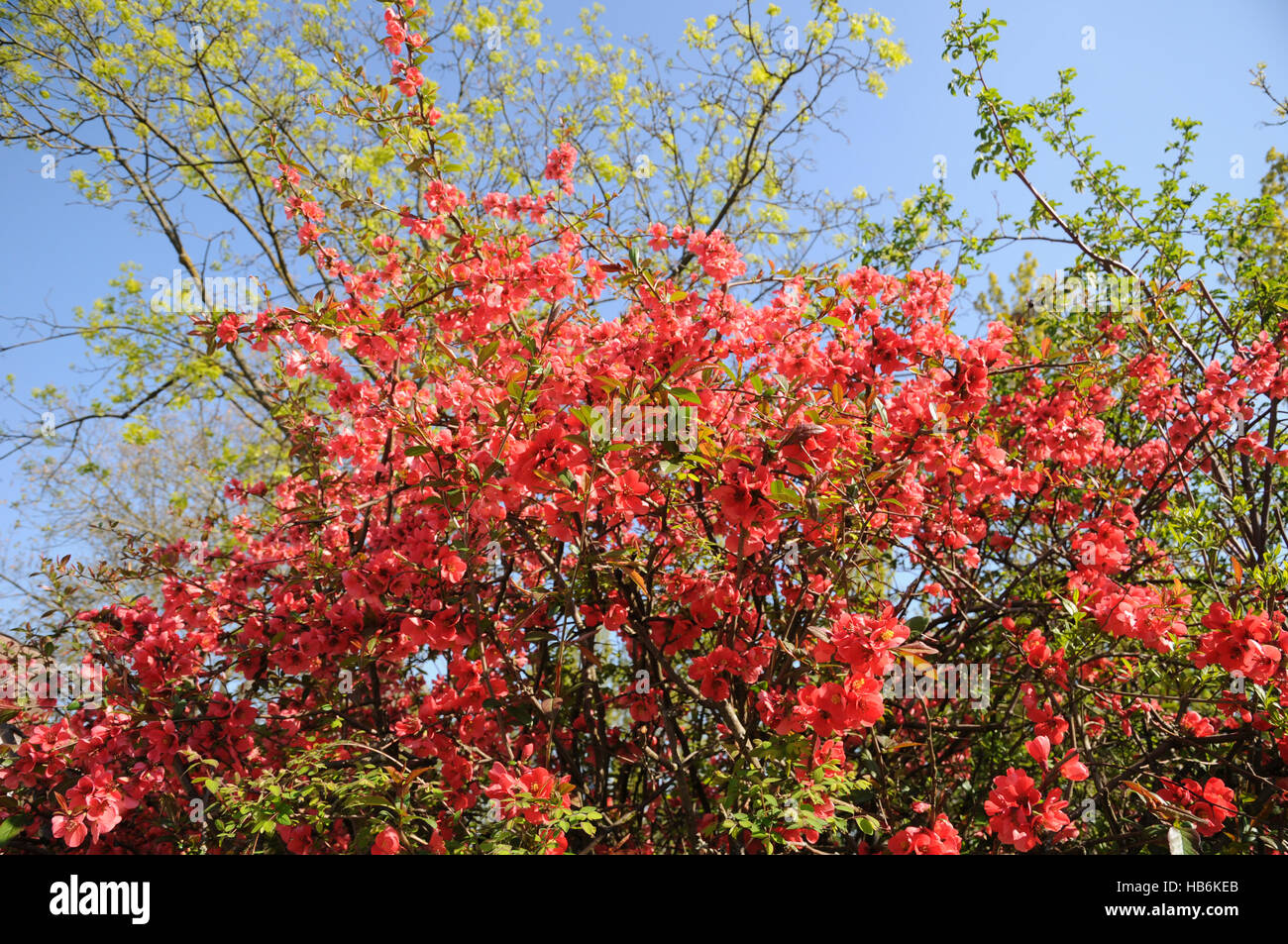 Coings japonica Banque de photographies et d’images à haute résolution ...