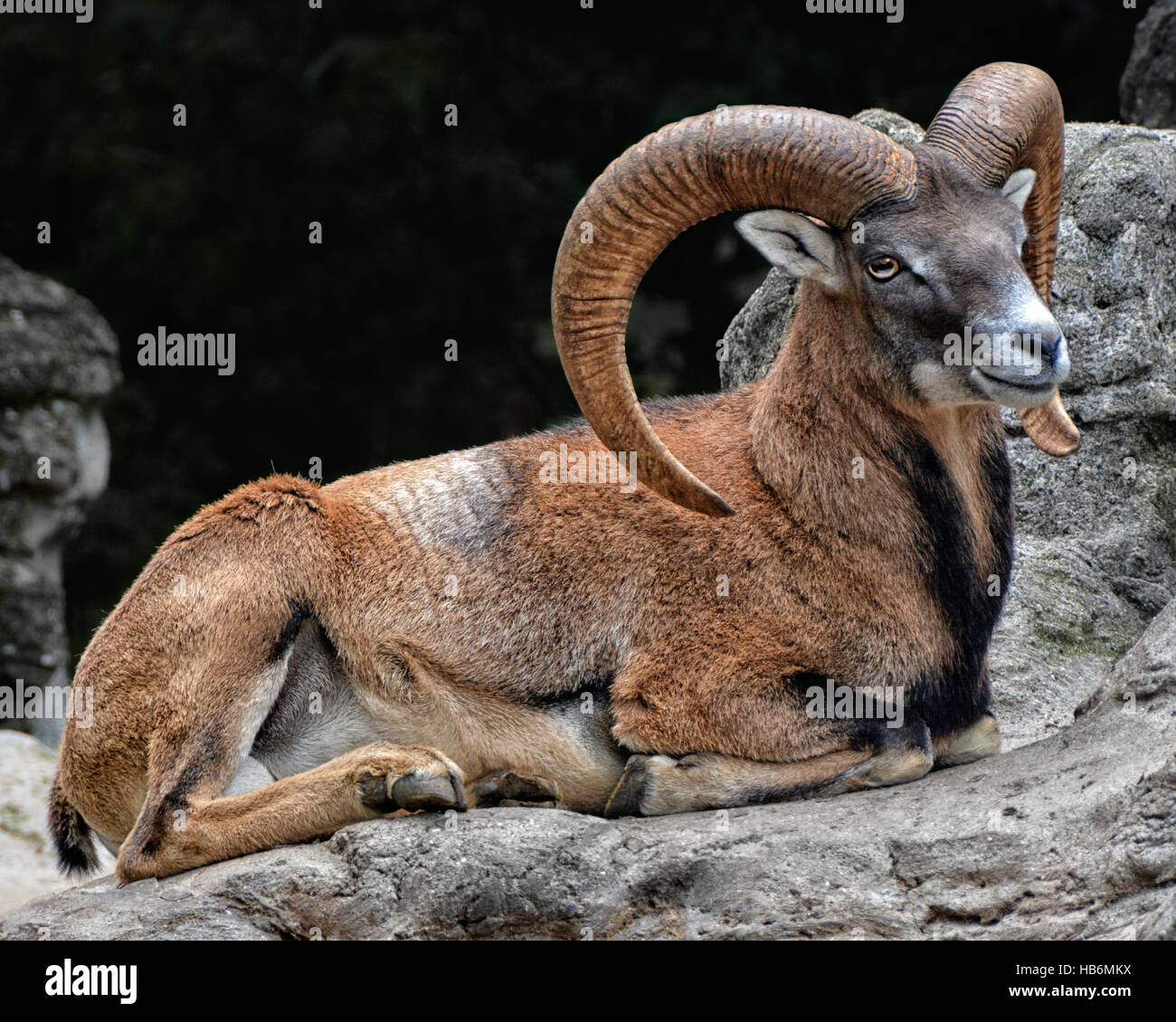 Mufflon ram Banque de photographies et d’images à haute résolution - Alamy