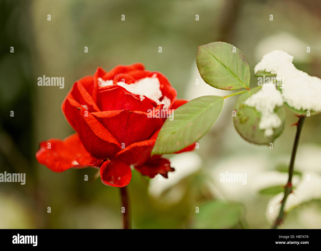 Blanche Neige Et Rose Rouge Banque d'image et photos - Alamy
