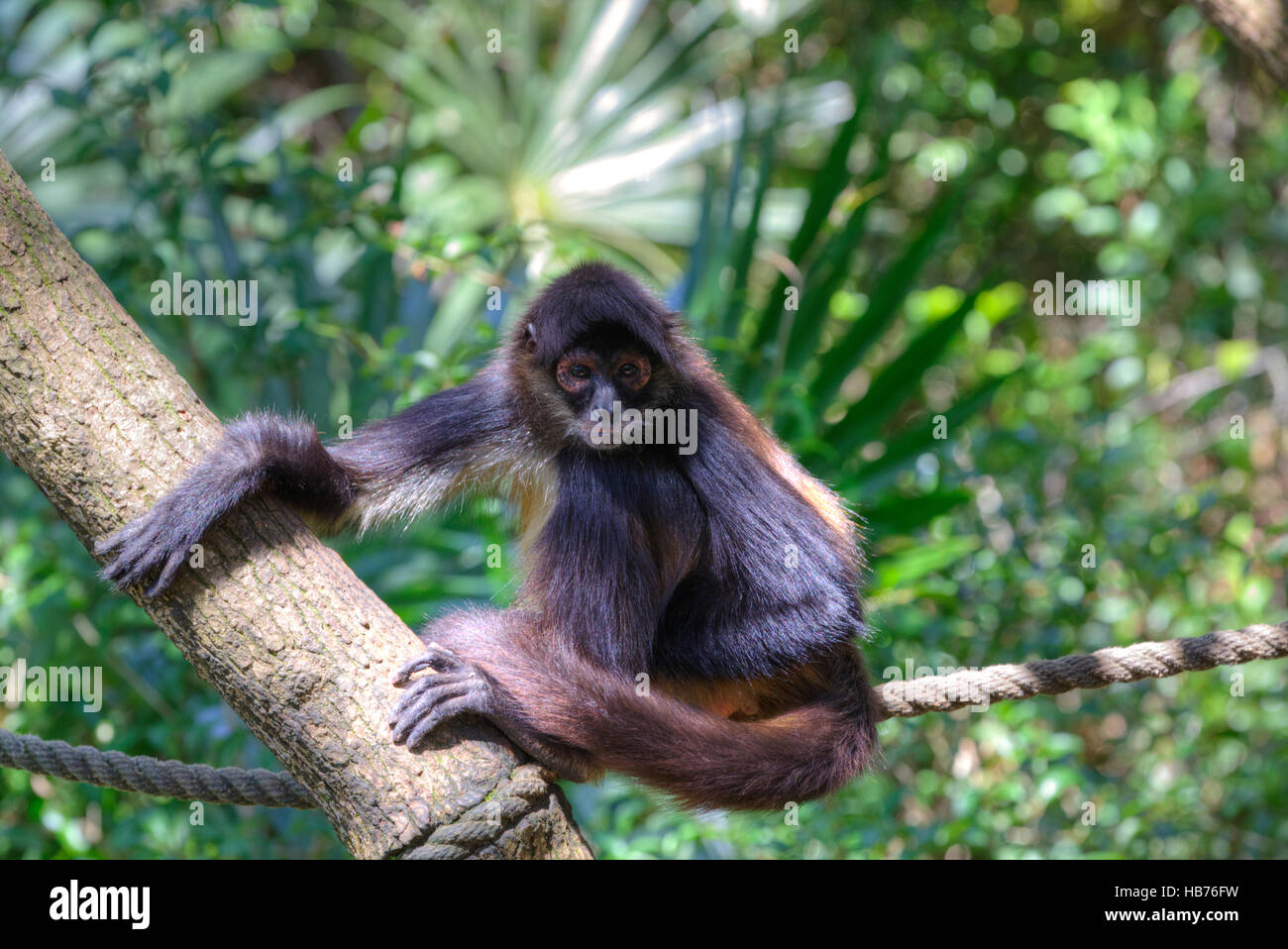 Singe-araignée (Latin-Ateles fusciceps), Zoo de Belize, près de Belize ...