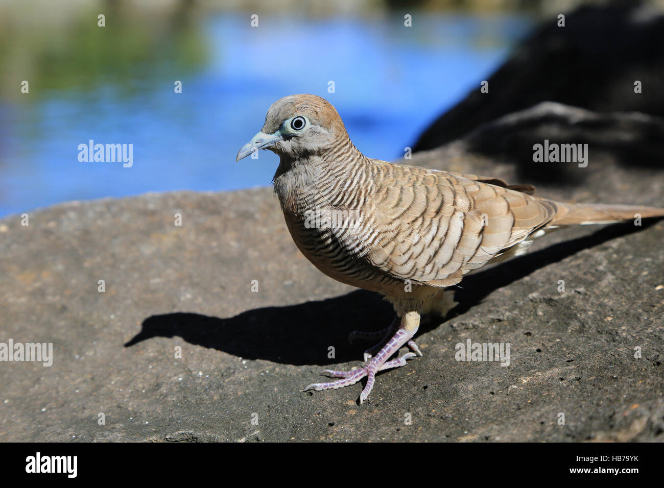 Geopelia striata Banque de photographies et d’images à haute résolution ...