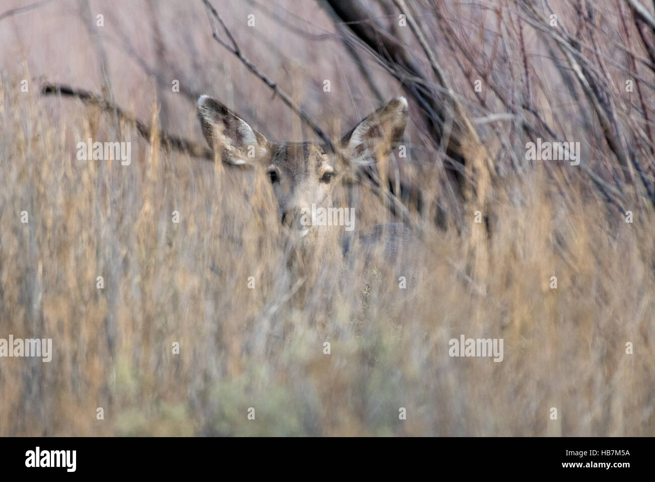 Rocky Mountain le Cerf mulet (Odocoileus hemionus hemionus), Doe dans ...