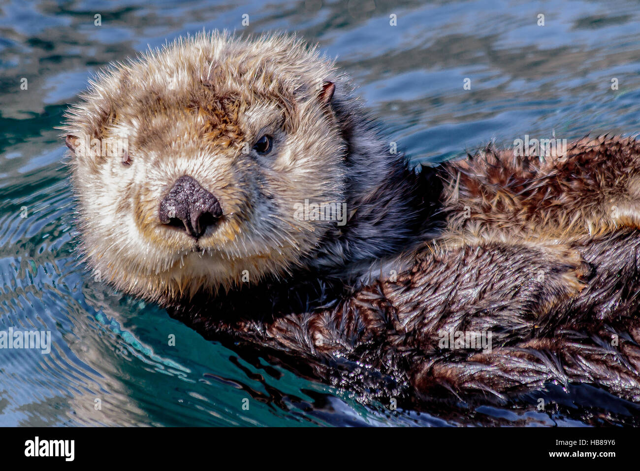 Loutre de mer canada Banque de photographies et d’images à haute ...