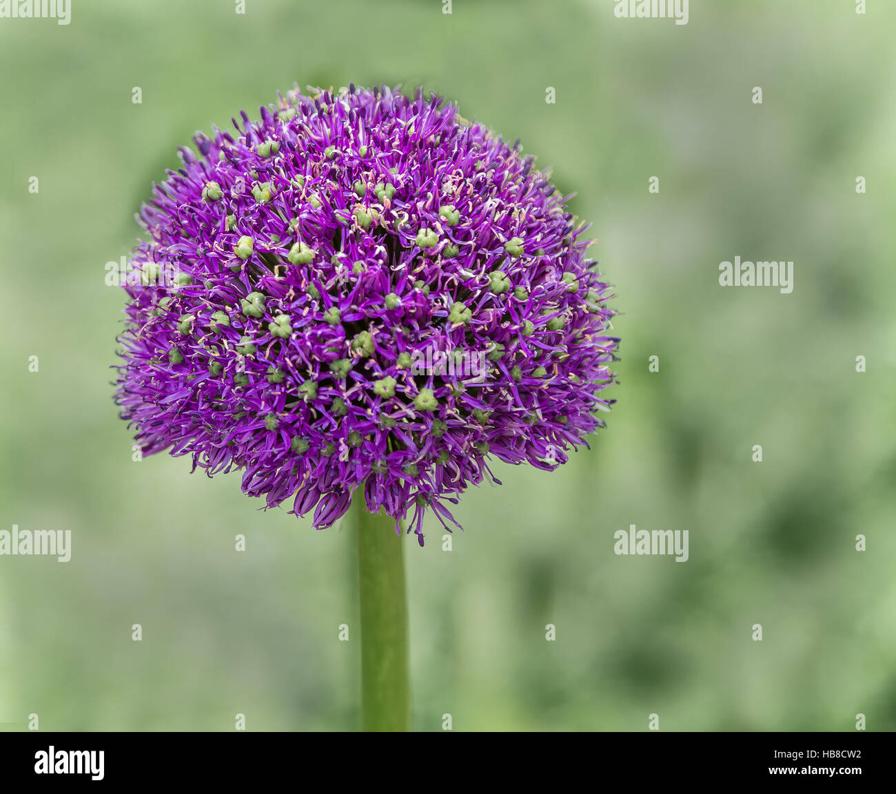 Onion flower Banque de photographies et d’images à haute résolution - Alamy