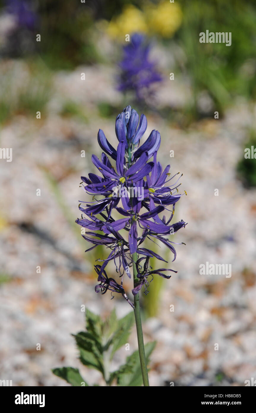 Camassia quamash Banque de photographies et d’images à haute résolution ...