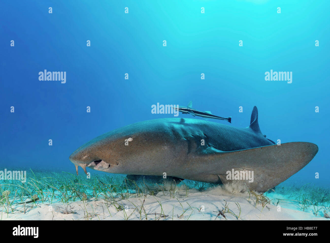 Requin nourrice bahamas Banque de photographies et d’images à haute ...