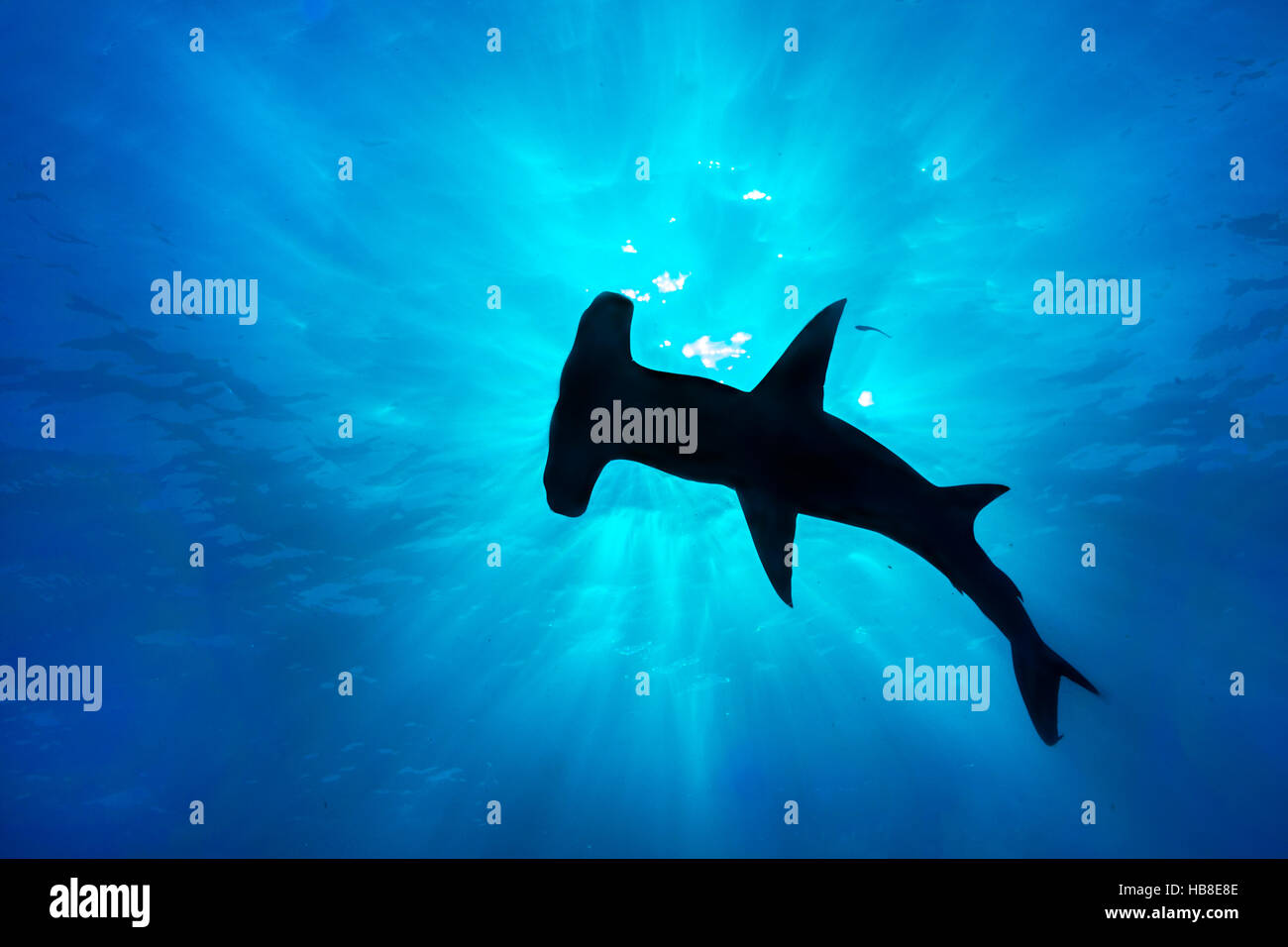 Grand requin marteau (Sphyrna Mokarran), silhouette à la surface ...