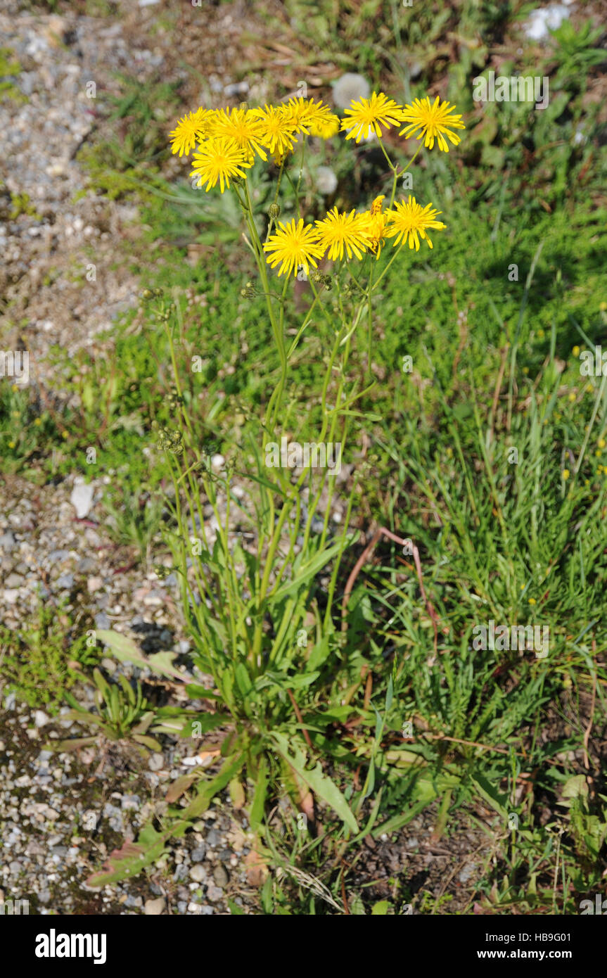 Leontodon hispidus Banque de photographies et d’images à haute ...