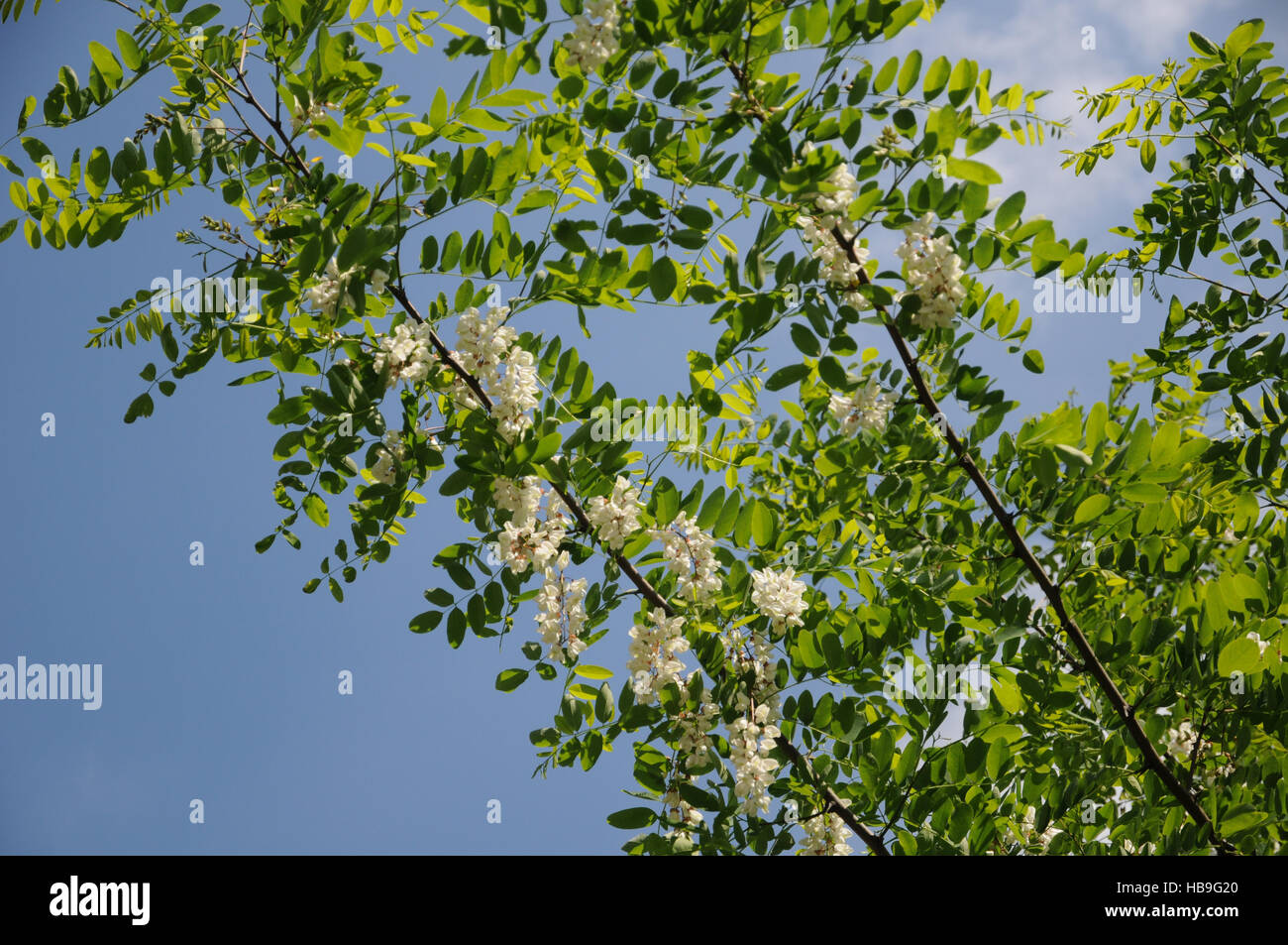 Robinia pseudoacacia Banque de photographies et d’images à haute ...