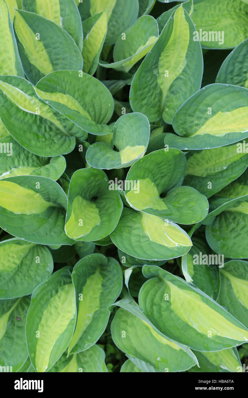 Plantain rose Banque de photographies et d’images à haute résolution ...