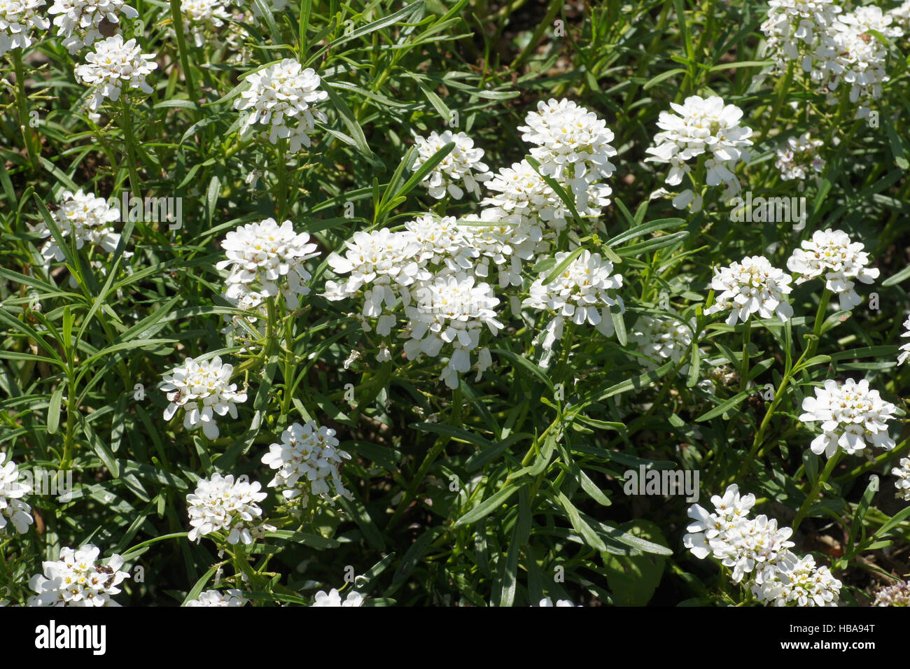 Iberis amara Banque de photographies et d’images à haute résolution - Alamy