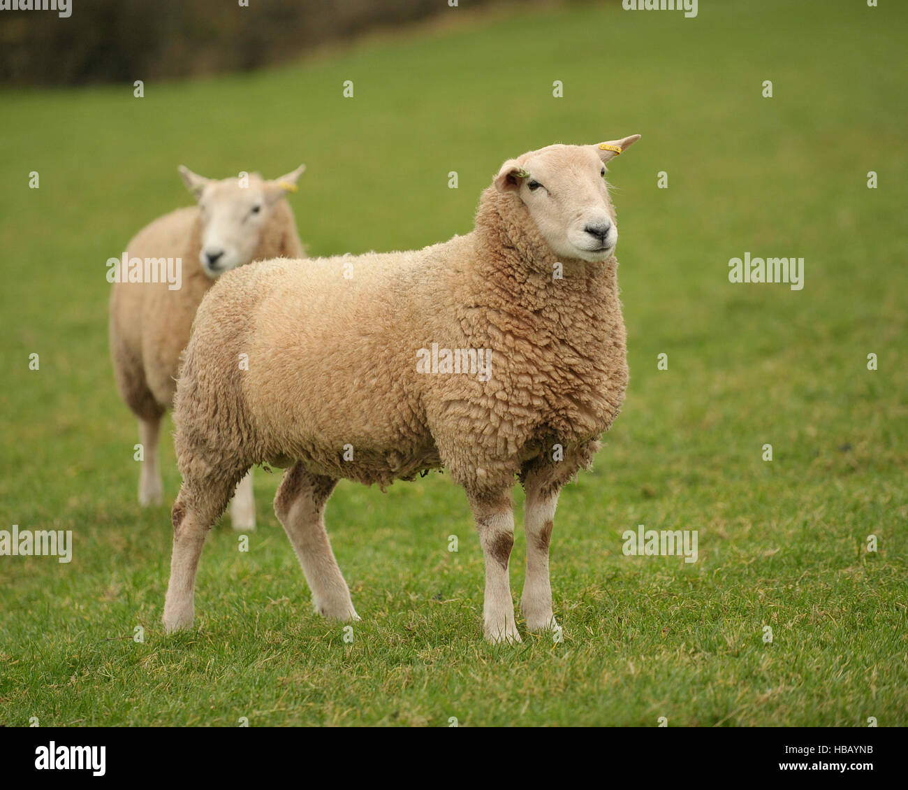 Mouton male Banque de photographies et d’images à haute résolution - Alamy