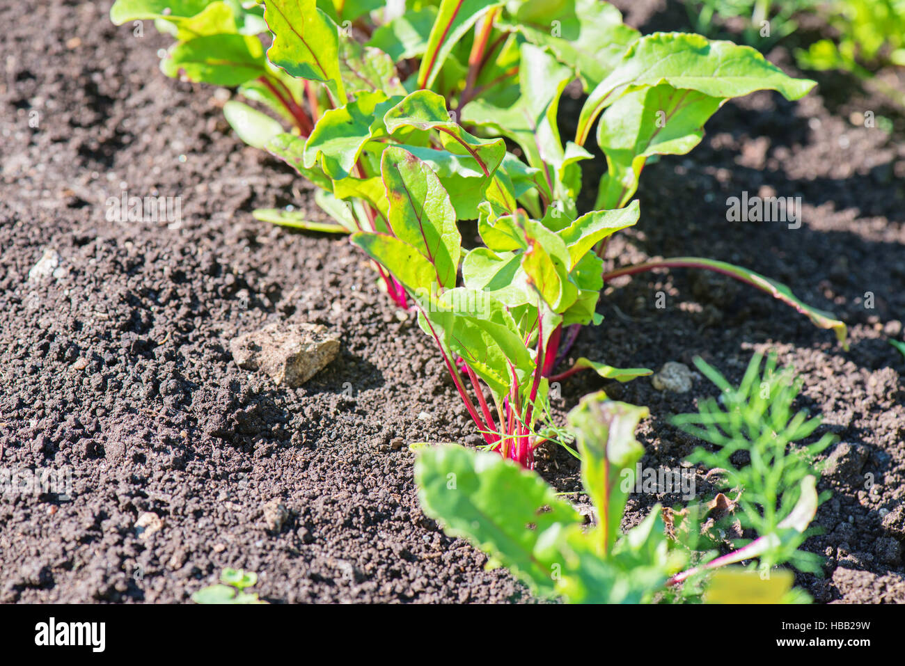 Pousse de betterave Banque de photographies et d’images à haute ...
