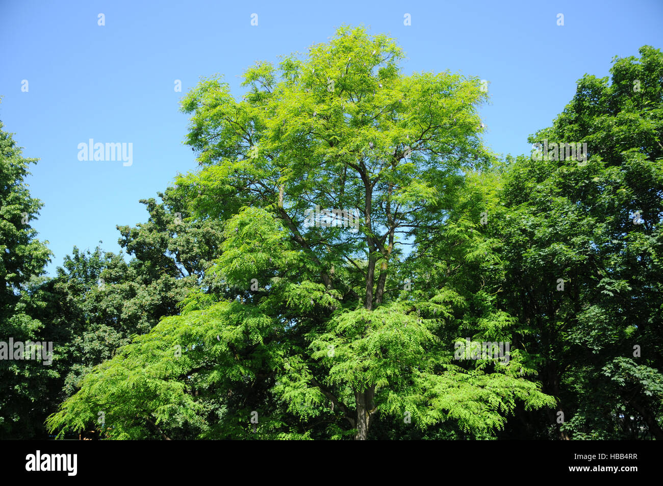 Gymnocladus dioicus Banque de photographies et d’images à haute ...