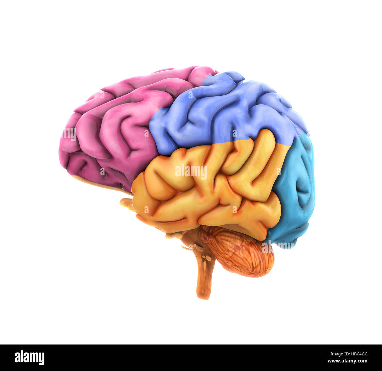 L'anatomie du cerveau humain Photo Stock - Alamy
