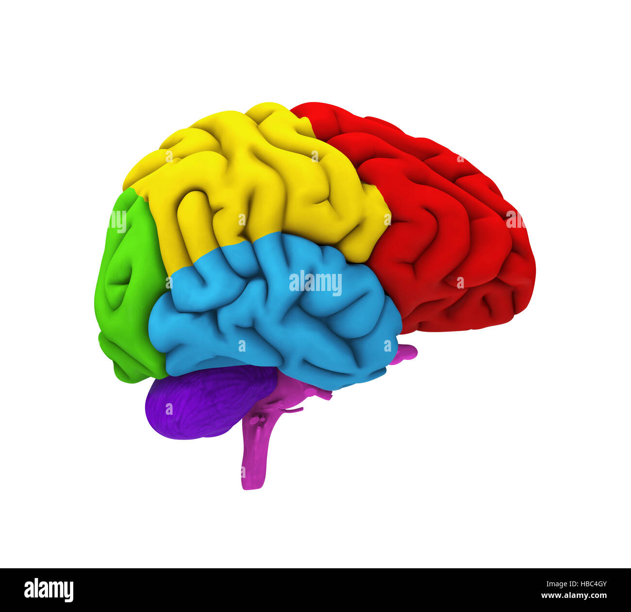 L'anatomie du cerveau humain Photo Stock - Alamy