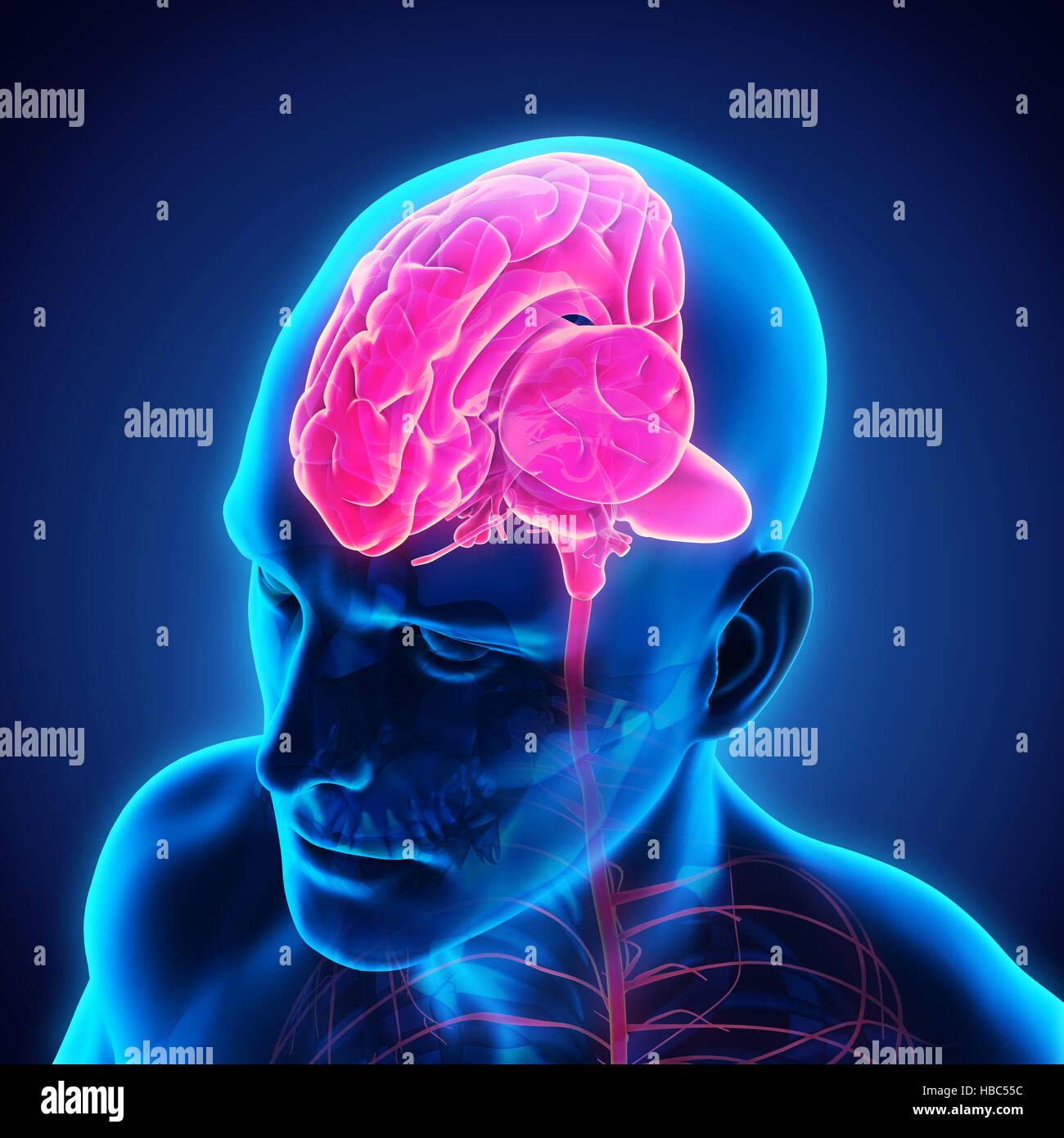 Anatomie cerveau Banque de photographies et d’images à haute résolution ...