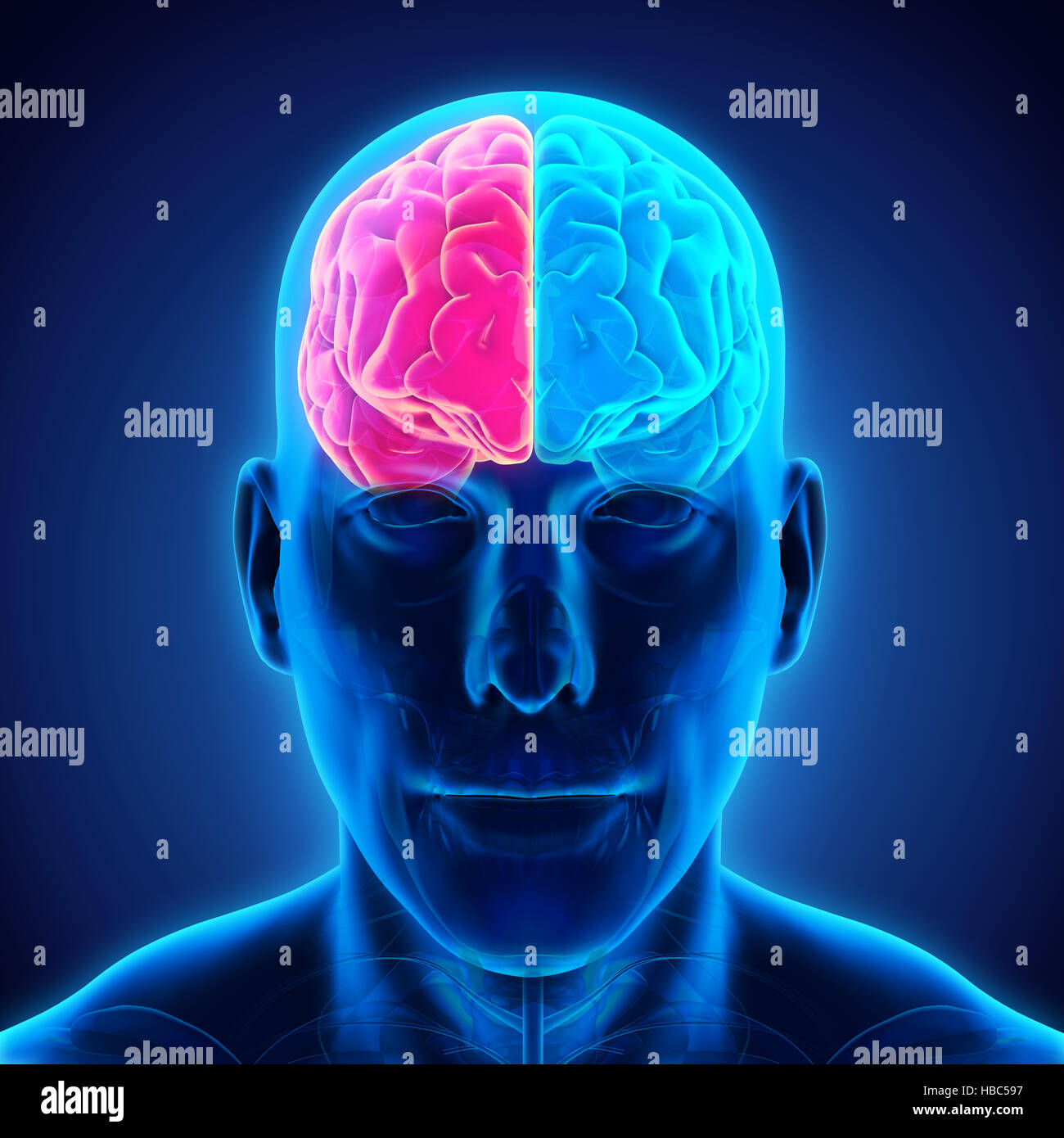 Anatomie du cerveau cortex Banque de photographies et d’images à haute ...